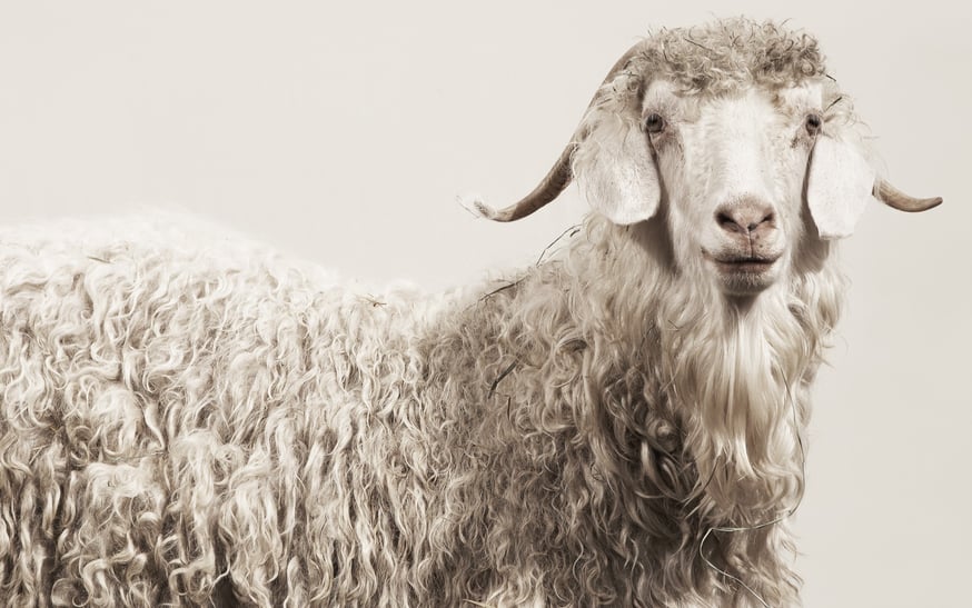 WOOL: EXCELLENT NATURAL FIBRE WITH USEFUL FEATURES